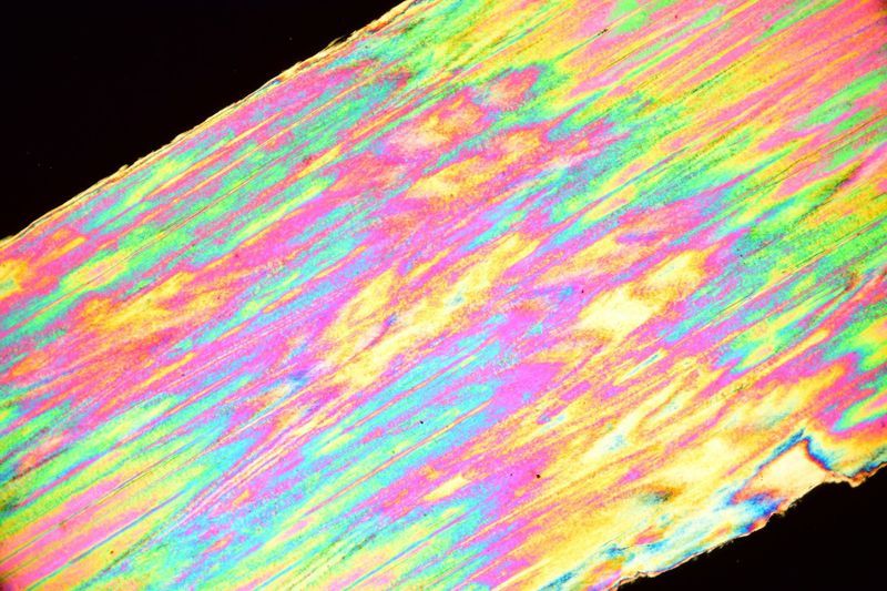 Image of the Day: Under the Microscope | The Scientist