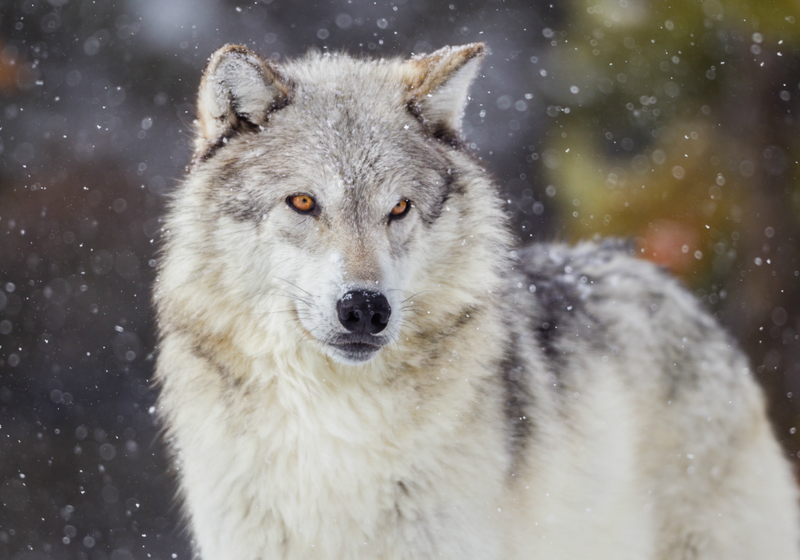Wolves Could Lose Protected Status in Lower 48 States | The Scientist