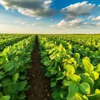 Gene-Edited Soybean Oil Makes Restaurant Debut | The Scientist