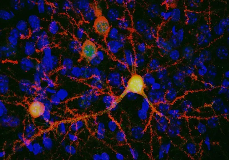 Chemogenetics | The Scientist
