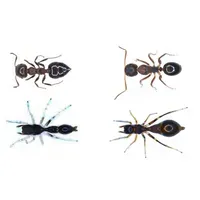 Image of the Day: Ant Imposters | The Scientist
