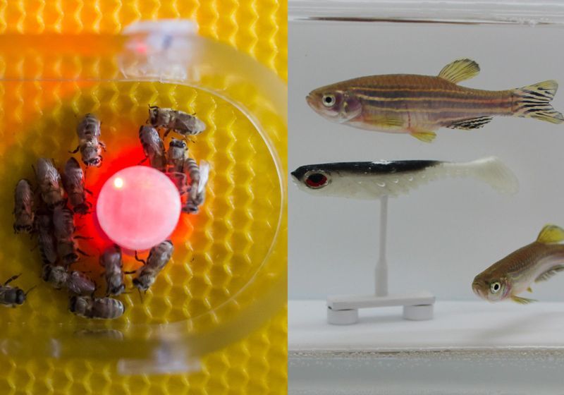Fish and Bees “Talk” with Help from Robot Translators | The Scientist