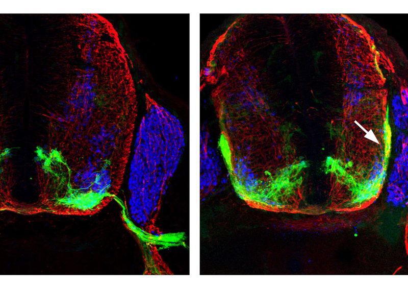 Image of the Day: Neuron Guides | The Scientist