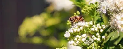 Widespread Declines in UK’s Pollinators: Study | The Scientist
