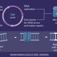 Protein-protein Interactions | The Scientist