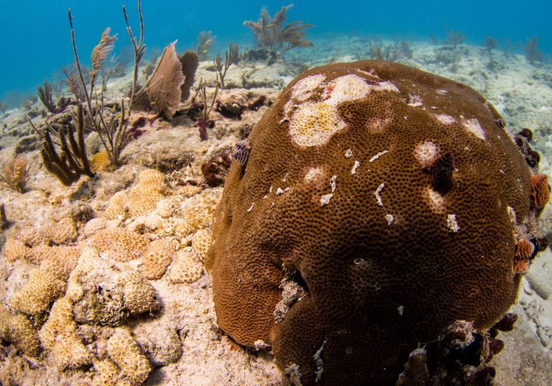 As Disease Batters Florida Reefs, Scientists and Community Fight Back ...