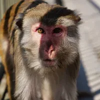 Monkeys Genetically Edited to Mimic Human Brain Development | The Scientist