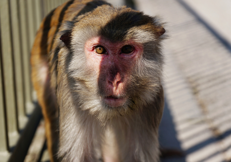 Rhesus Monkey Lab