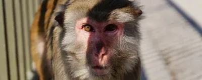 Monkeys Genetically Edited to Mimic Human Brain Development | The Scientist