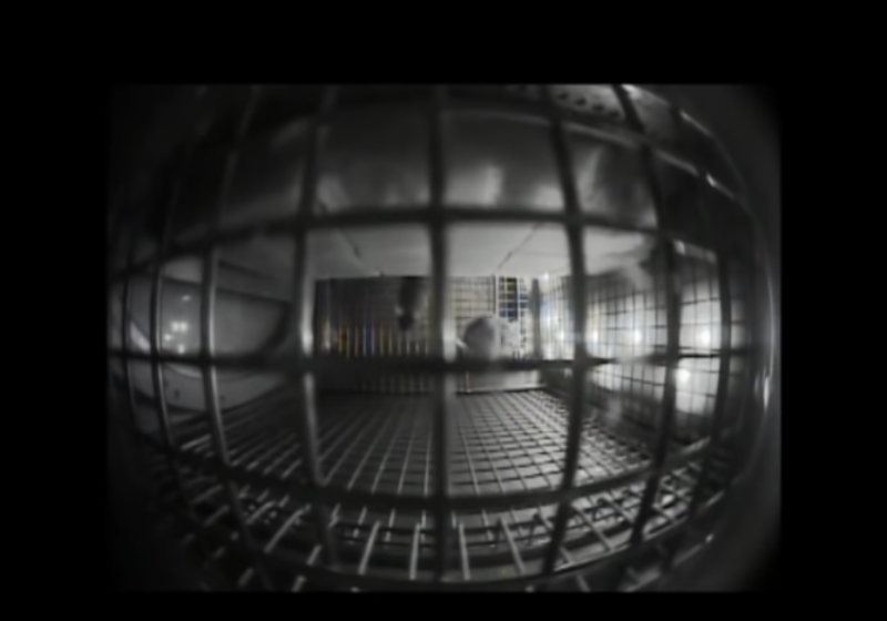 Image of the Day: Space Mice | The Scientist