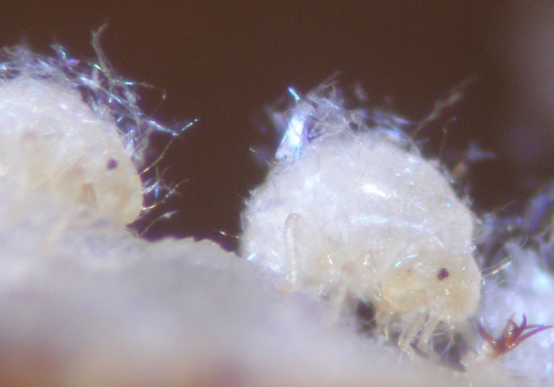 Image of the Day: Aphid Nurses | The Scientist