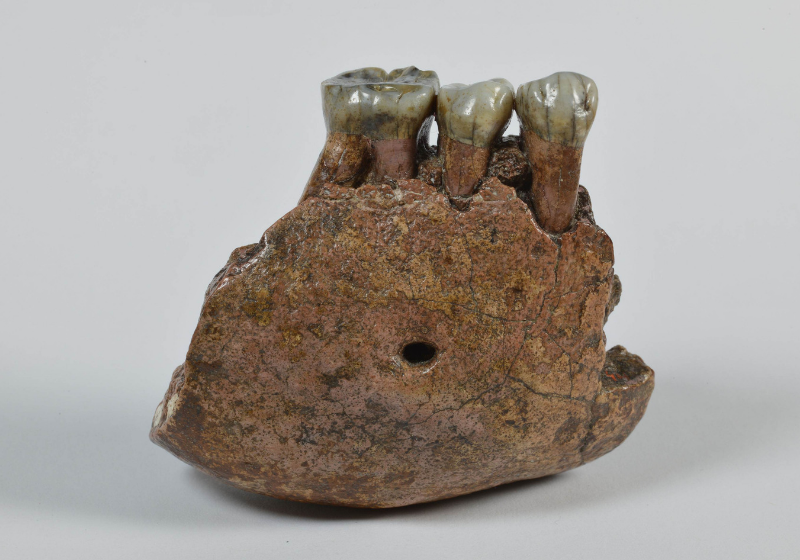 Image of the Day: New Apes | The Scientist