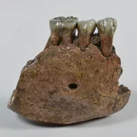 Image of the Day: New Apes | The Scientist