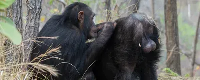 Why Chimpanzees Have Big Testes, and Mandrills Have Small Ones | The ...