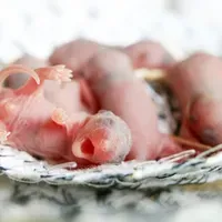 Mice Gene-Edited While Still in the Womb | The Scientist
