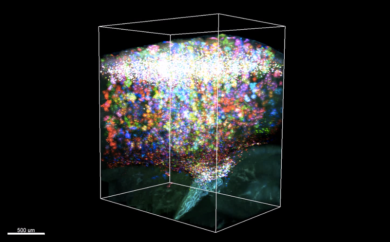 Image of the Day: Multicolor Brain | The Scientist