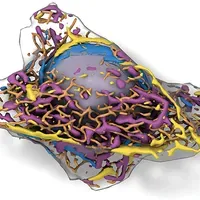 Bright-field Microscopy | The Scientist
