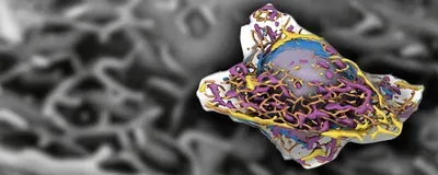 Deep Learning Algorithms Identify Structures in Living Cells | The ...