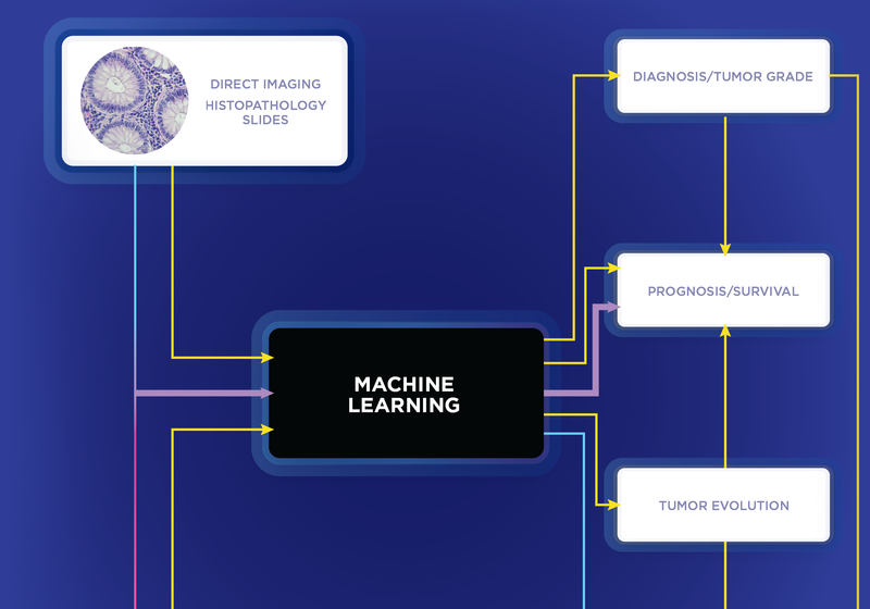 Infographic: How AI Analyzes Cancer | The Scientist