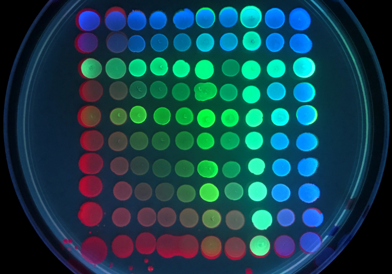 Image of the Day: Color Grid | The Scientist