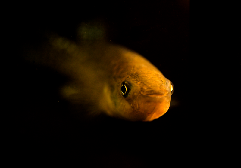 Killifish Survive Polluted Waters Thanks to Genes from Another Fish ...