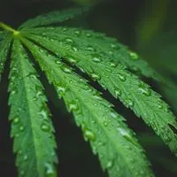 Medicinal Genomics Profile | The Scientist