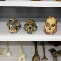 Fosseis De Australopithecus Afarensis Australopithecus Afarensis The