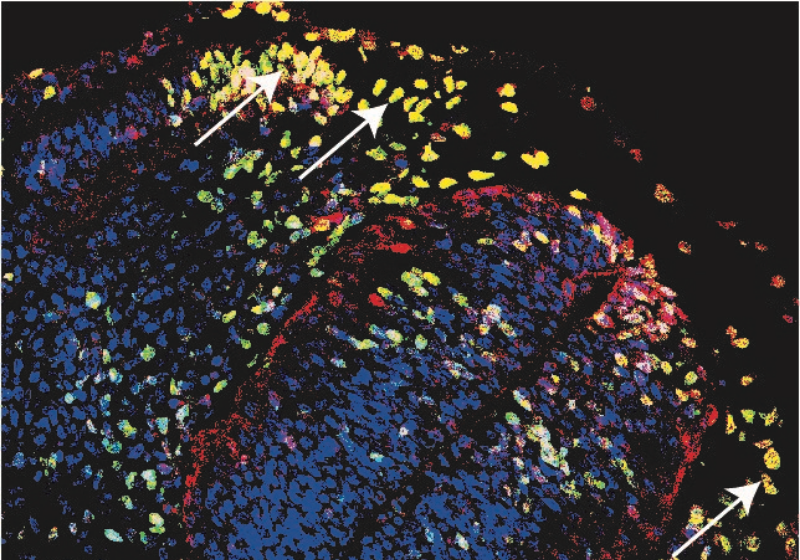 Image of the Day: More Ribosomes | The Scientist