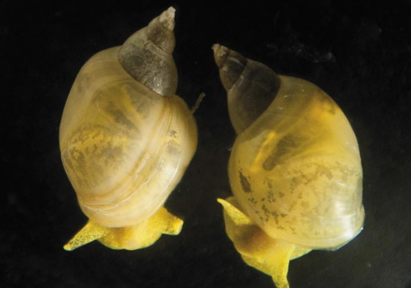 Image of the Day: Lefties | The Scientist