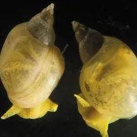 Image of the Day: Lefties | The Scientist