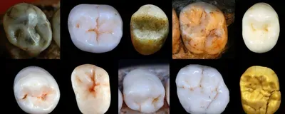 Neanderthals and Modern Humans Diverged Earlier than Thought: Study ...