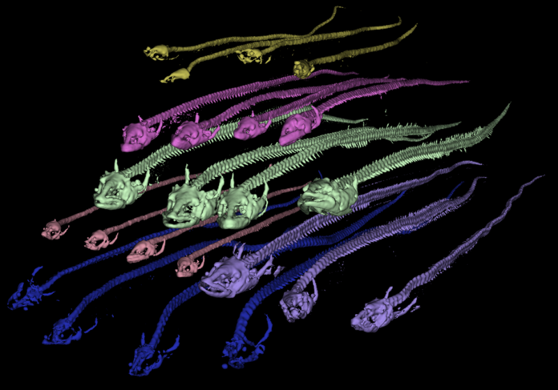 Image of the Day: Internal Restructuring | The Scientist