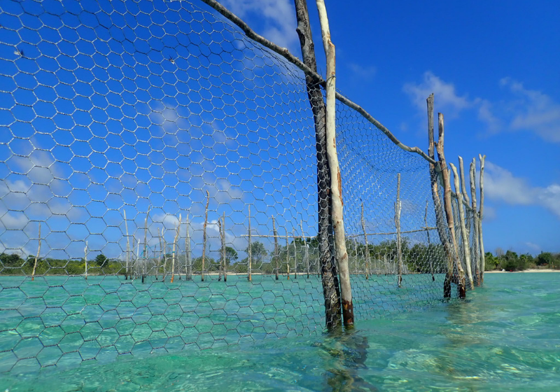 Image of the Day: Fish Fences | The Scientist