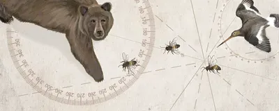 Making Sense of Magnetic Navigation | The Scientist