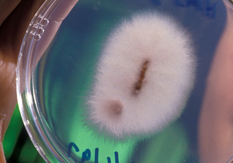 Fungus Found in Australian Soil Can Oxidize Gold | The Scientist