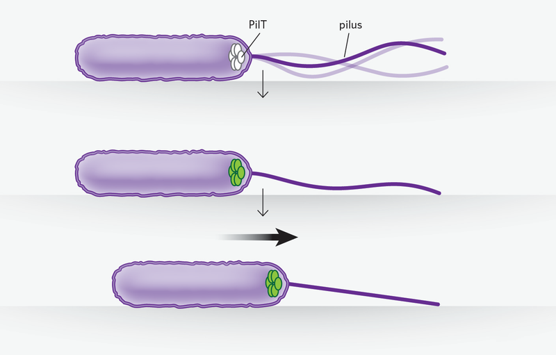 Infographic: Microbial Moves | The Scientist