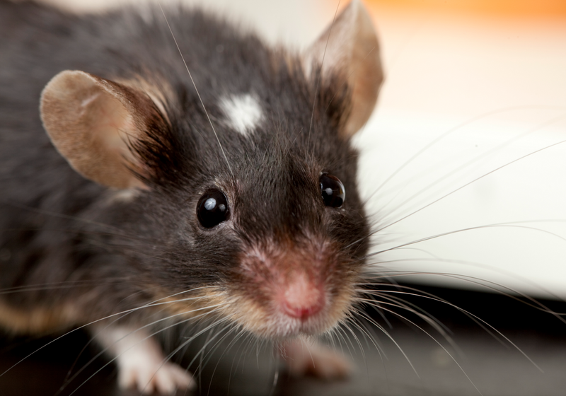 Stem Cells Delivered to the Nose Restore Mice’s Ability to Smell | The ...