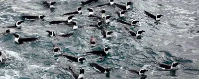 Image of the Day: Fish Hunters | The Scientist