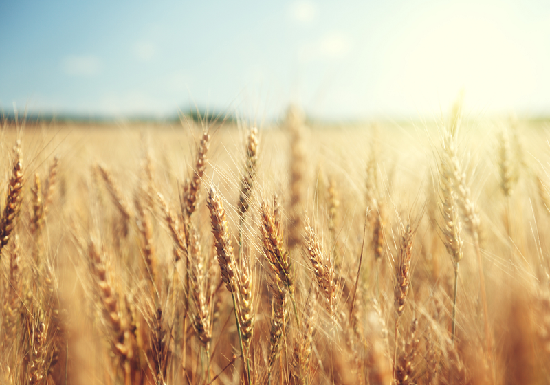 Genetically Modified Wheat Found in a Field in Washington State | The ...