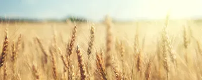 Genetically Modified Wheat Found in a Field in Washington State | The ...