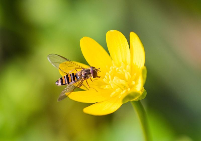 Amidst UK Pollinator Declines, Migrant Hoverflies Are Doing Well | The ...