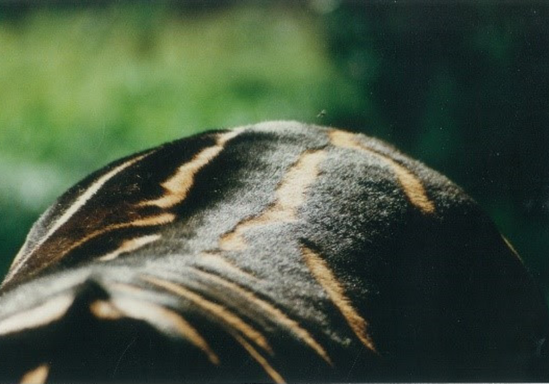 Image of the Day: Hot Stripes | The Scientist