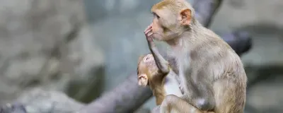 Infant Monkeys Died in Accidental Poisoning at UC Davis Lab | The Scientist
