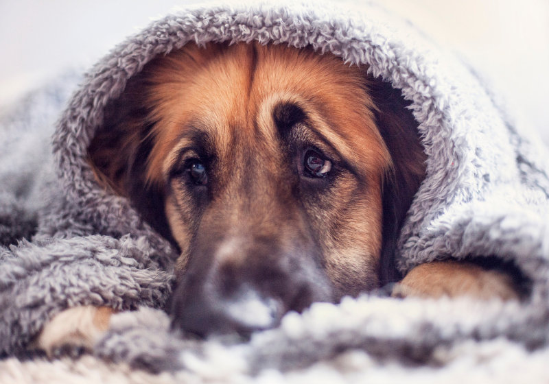 Domestication Might Have Sculpted Eyebrow Expressions in Dogs | The ...