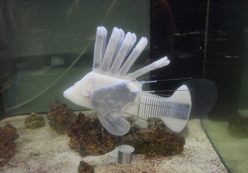 Image of the Day: Imitation Fish | The Scientist