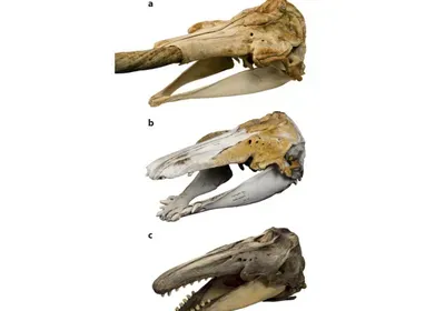Image of the Day: Hybrid Cetacean | The Scientist