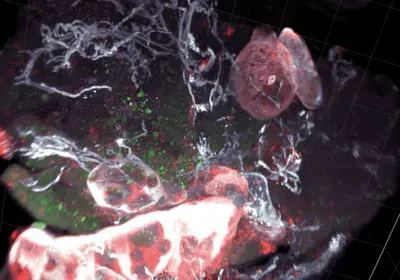 Image of the Day: Gut Response | The Scientist