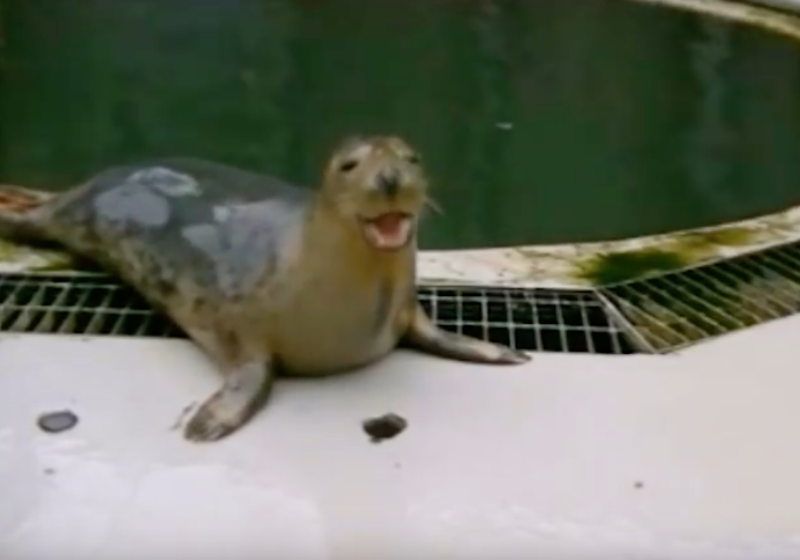 Image of the Day: Vocal Tracks | The Scientist