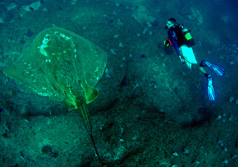 Image of the Day: Photo ID | The Scientist