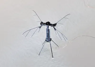 Image of the Day: Bee Bot | The Scientist